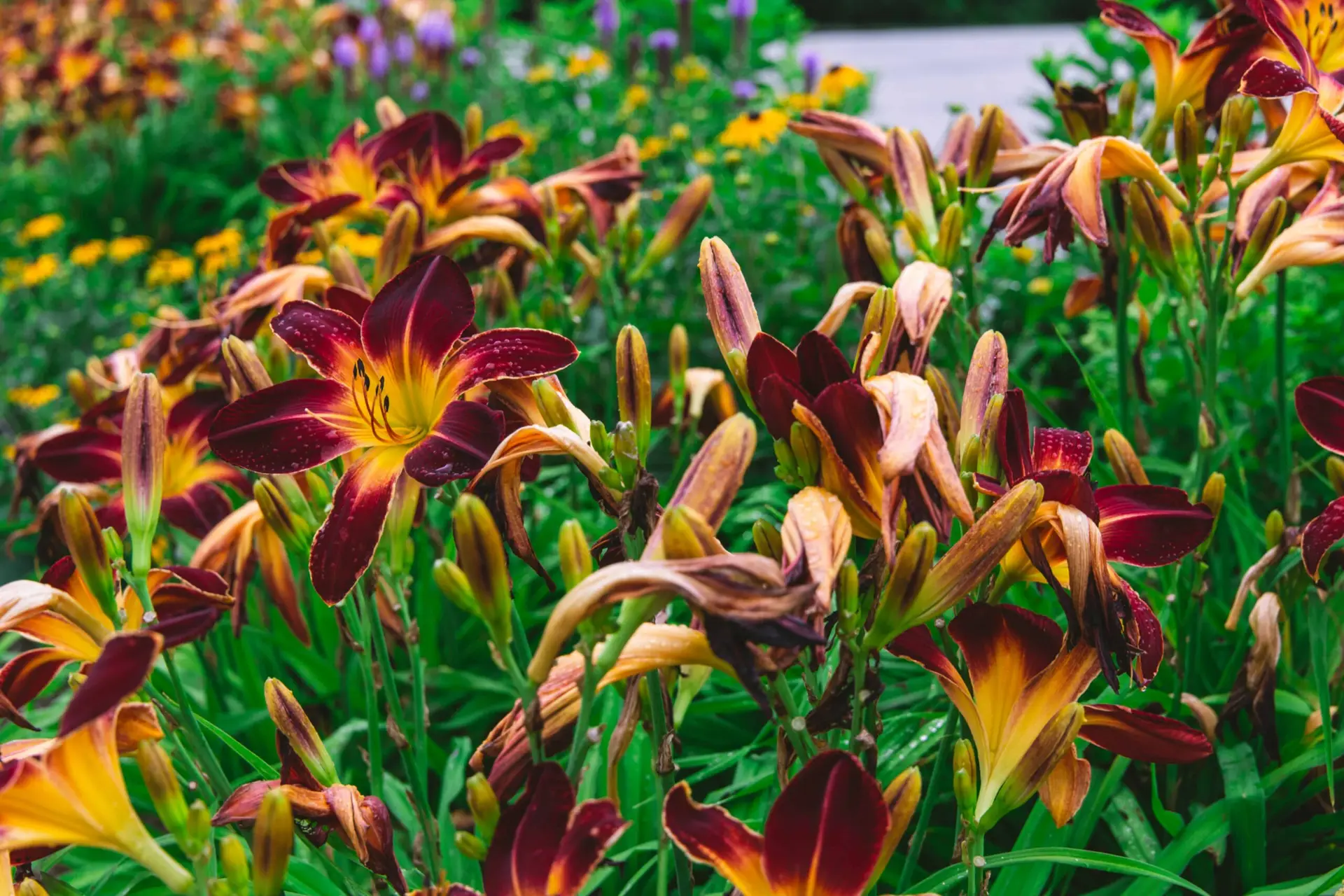 Springtime Success - Stephens Landscaping Professionals